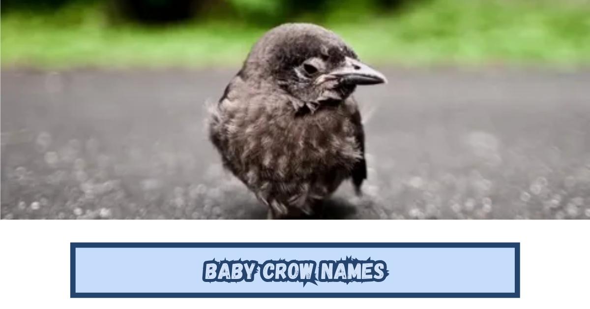 500+ Famous and Cool Crow Names & Generator Ideas