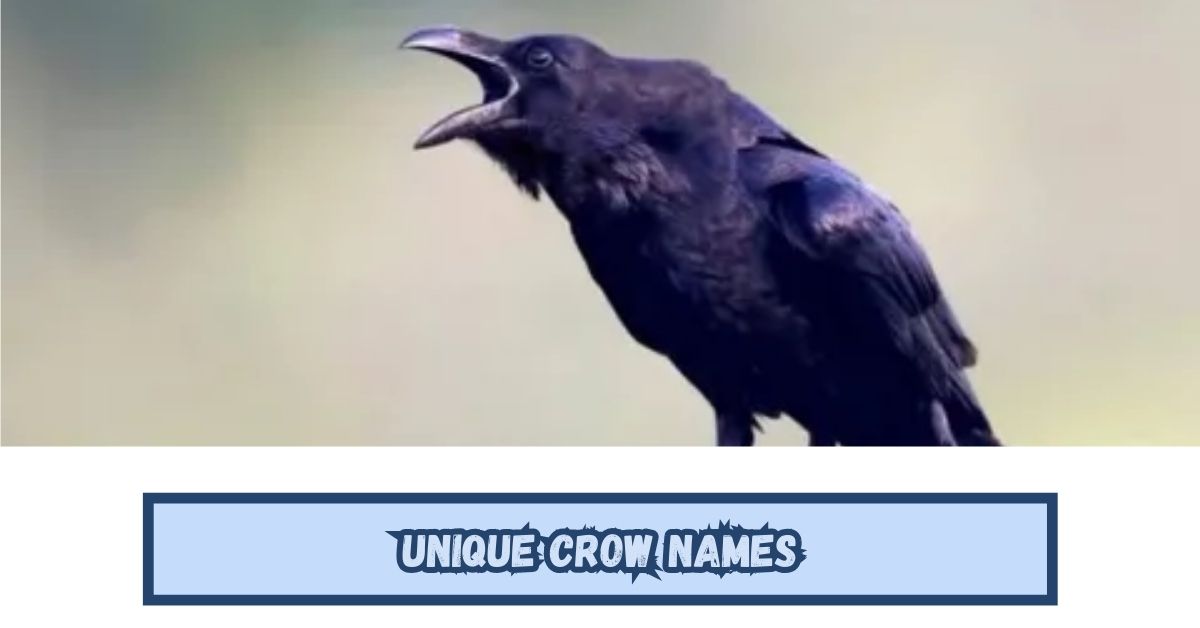500+ Famous and Cool Crow Names & Generator Ideas