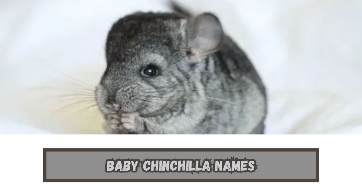 620+ Best and Cute Chinchilla Names & Generator