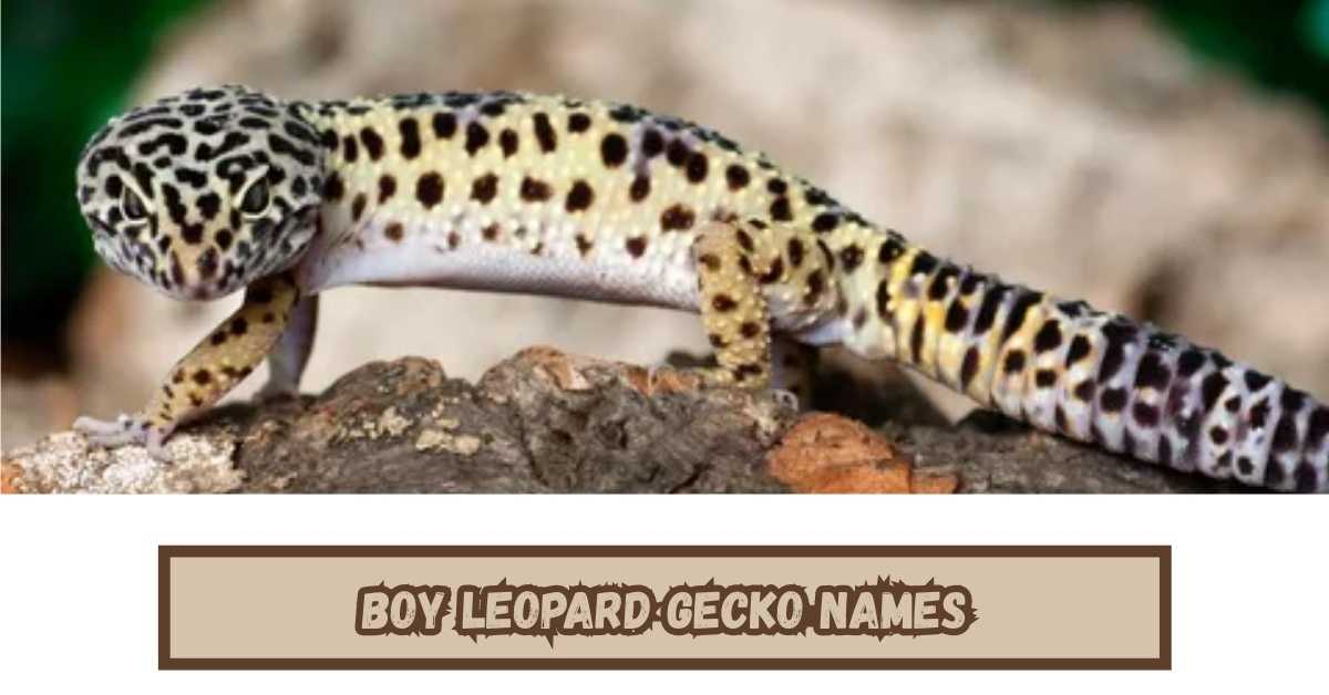 550+ Most Popular Leopard Gecko Names & Generator